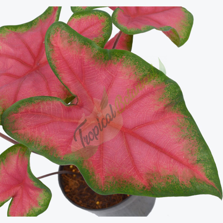 Caladium freida hemple - Tropical Botanical